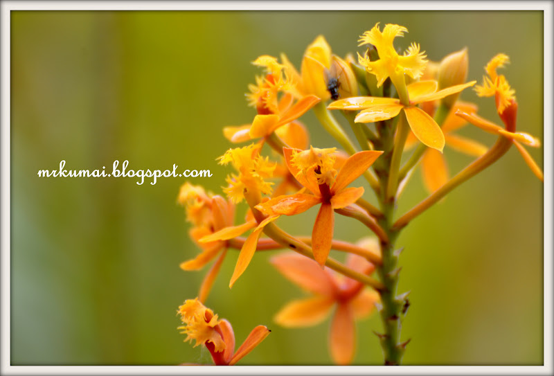 mrkumai.blogspot.com: Tips Melawat Cameron Highlands : Bunga-bungaan siri 4