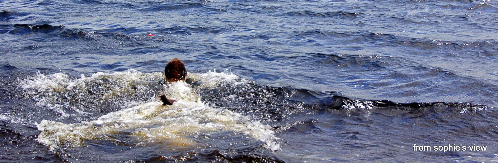 "from sophie's view": Lumsden Pond at Lumsden Dam!