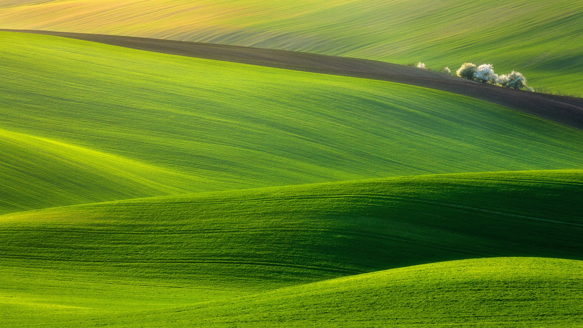 Spectacular Green Field - High Definition Wallpapers - HD wallpapers