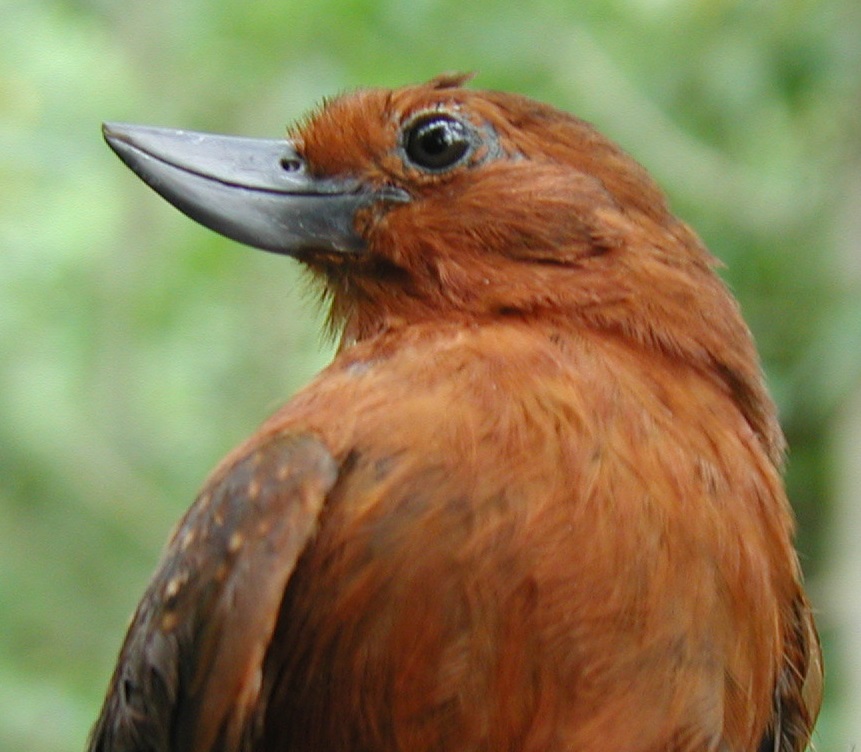 The Curious Naturalist: Re-finding the Recurve-billed Bushbird ...