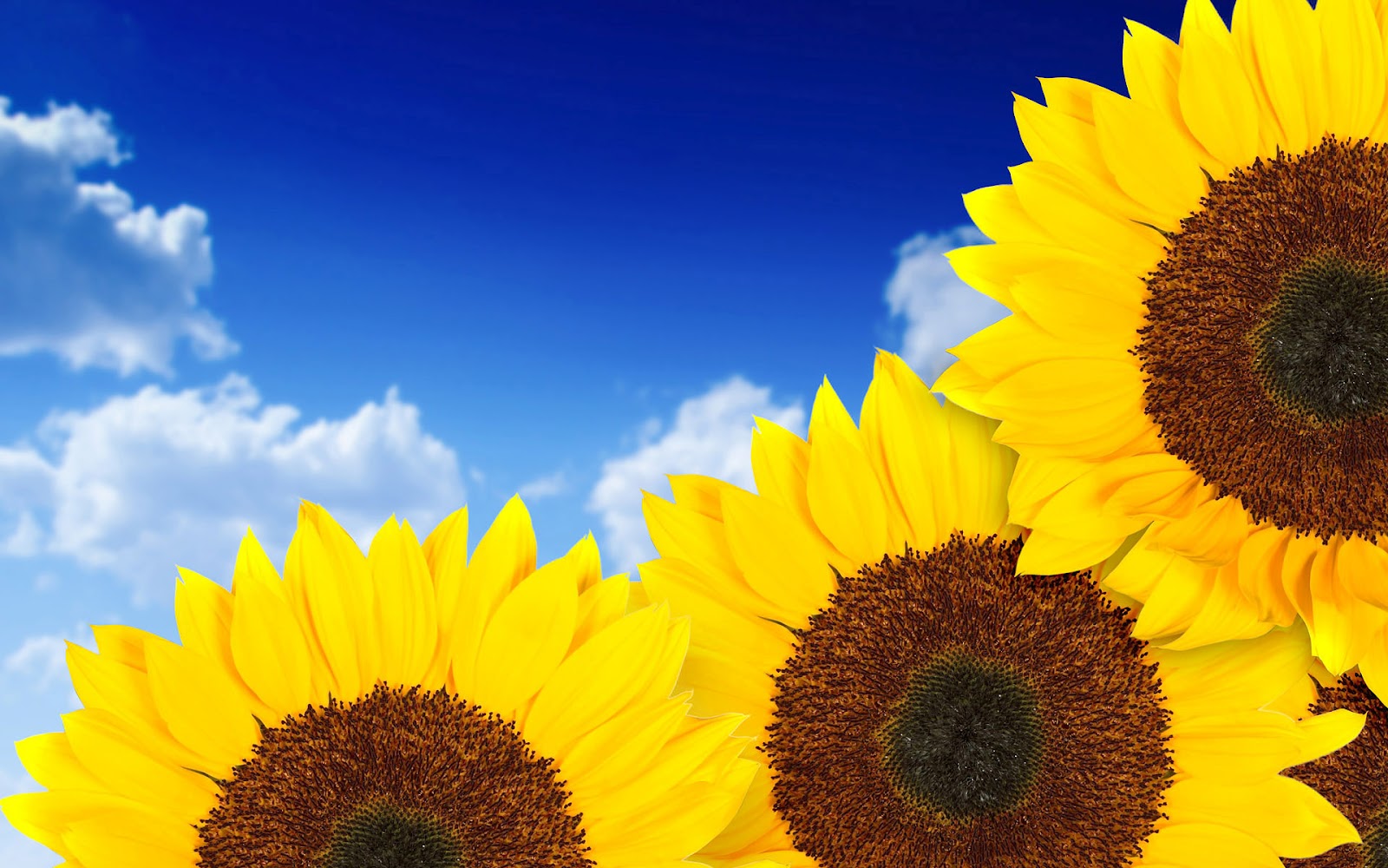 HD Background: Sunflower Wallpapers