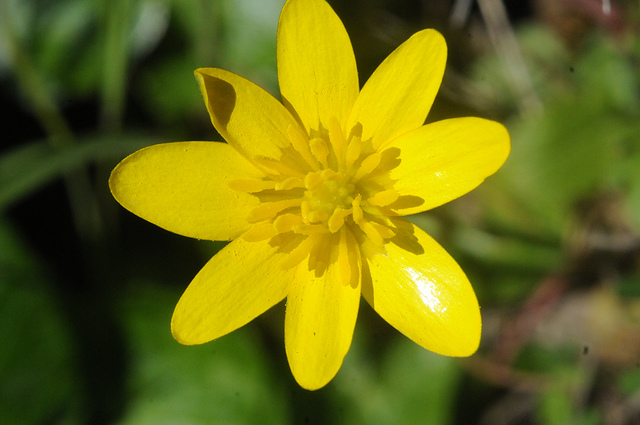 prirodno lecenje biljem