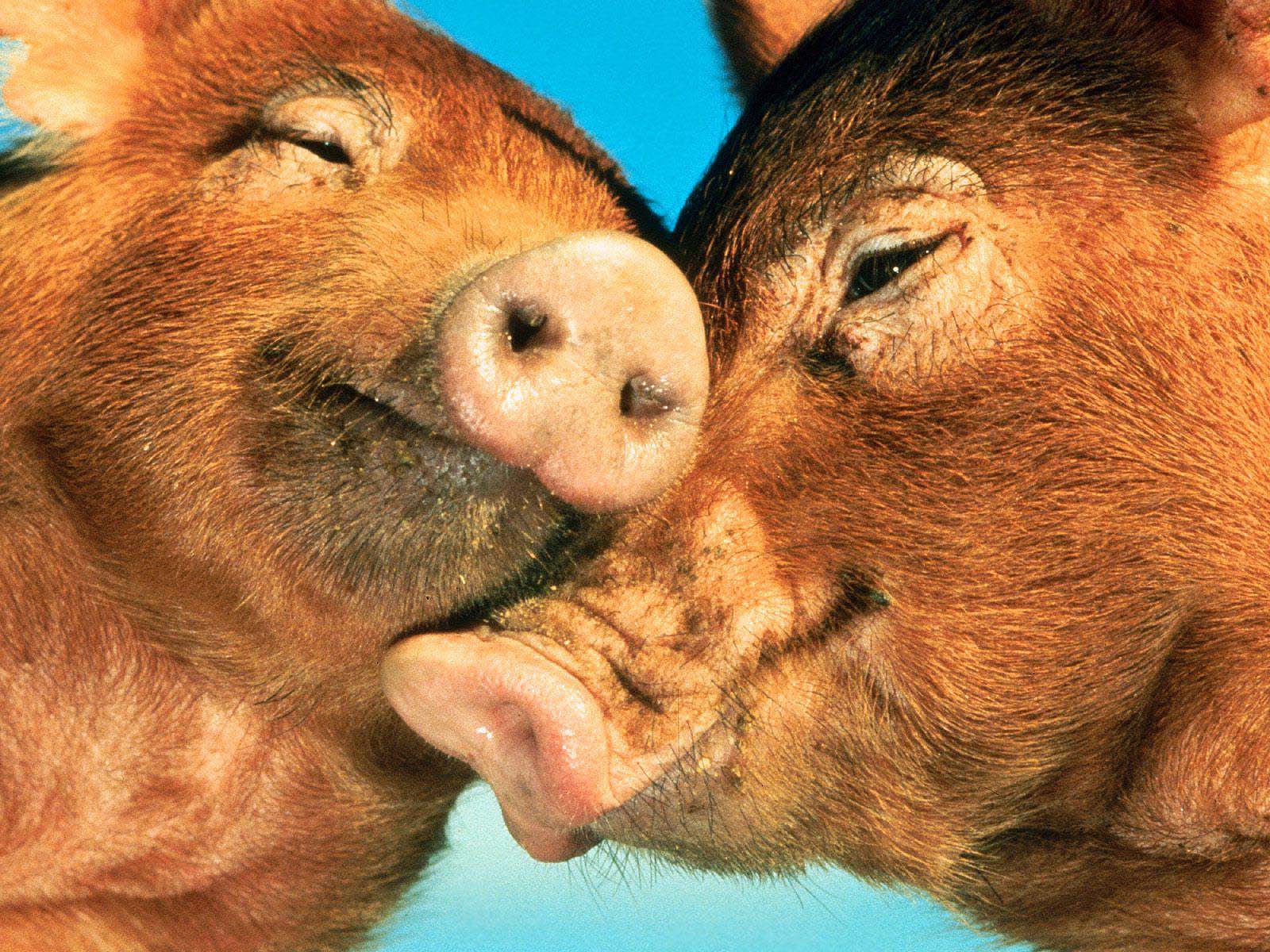 Varkens Achtergronden | HD Wallpapers