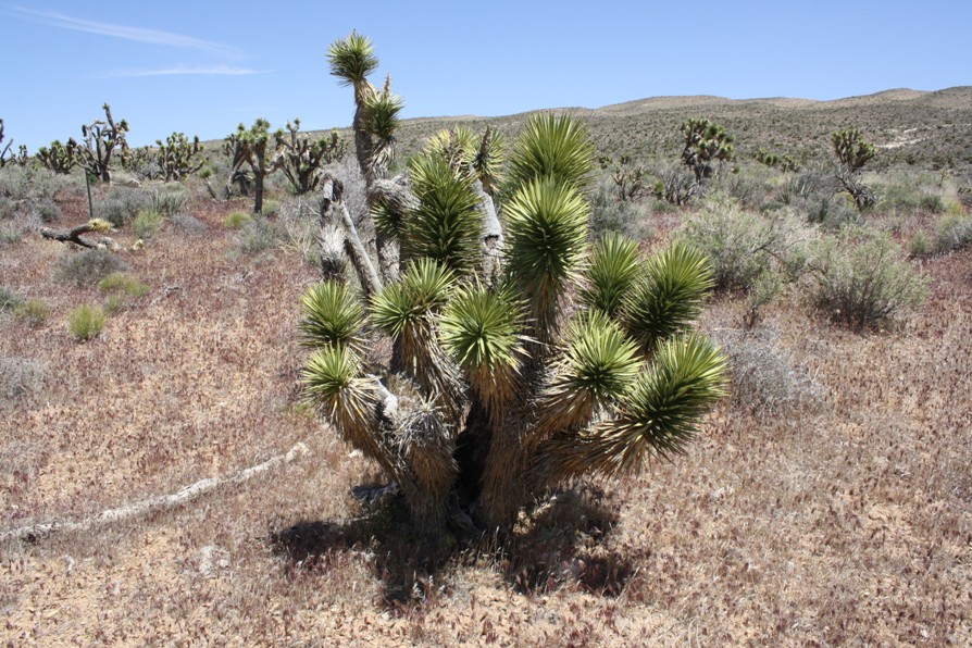 Julie's State Parks: Red Rock Canyon National Conservation Area (Las ...