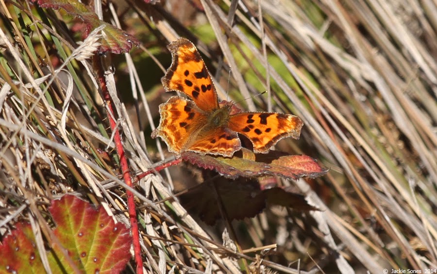 The Natural History of Bodega Head: January 2014