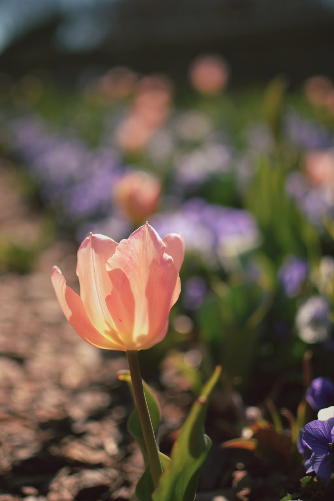 happycheerfulthings: Nearly Spring at the Botanical Gardens