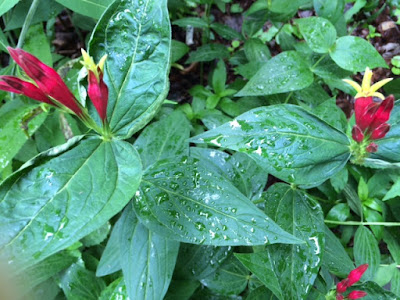 WashingtonGardener: Native Spotlight: Indian Pink