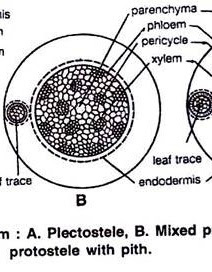 Department of Botany, Girraj Govt. College: Stelar Evolution in ...