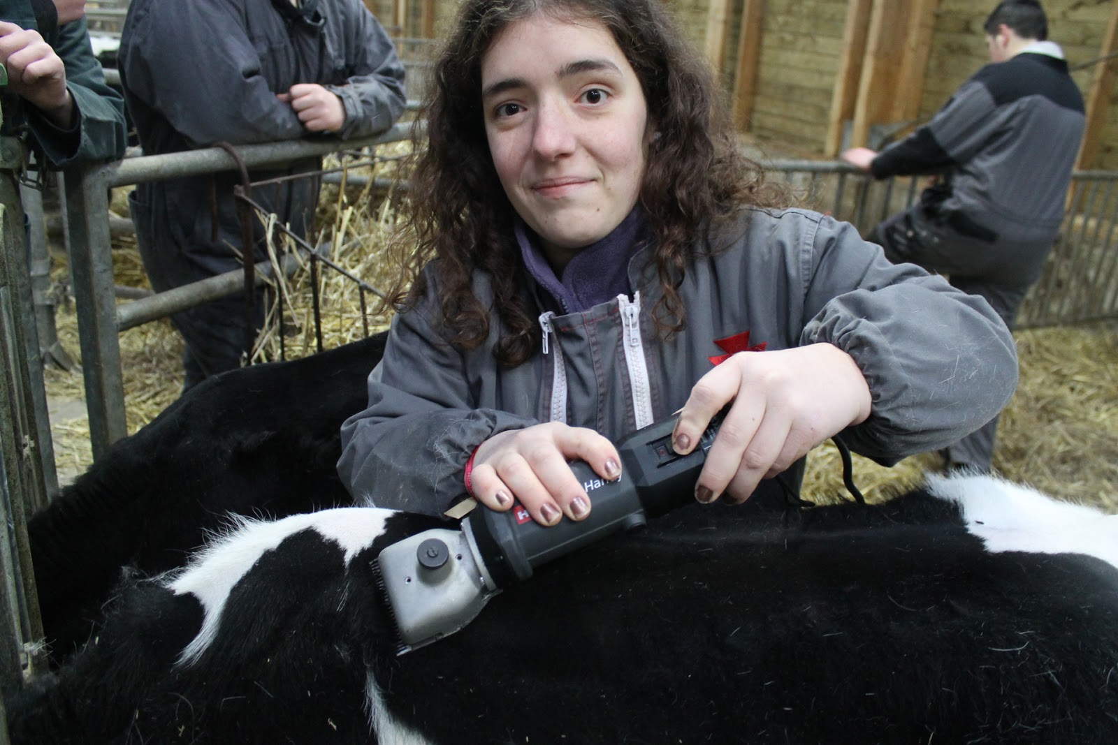 La préparation d’un bovins au concours ~ tnla-2017-domaineradinghem