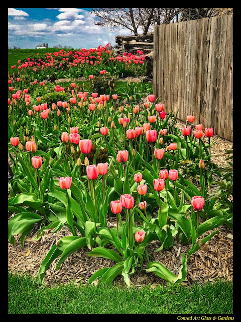 Conrad Art Glass & Gardens: We are having a long cool spring in east ...