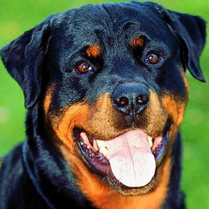 Razas de perros del mundo: Rottweiler