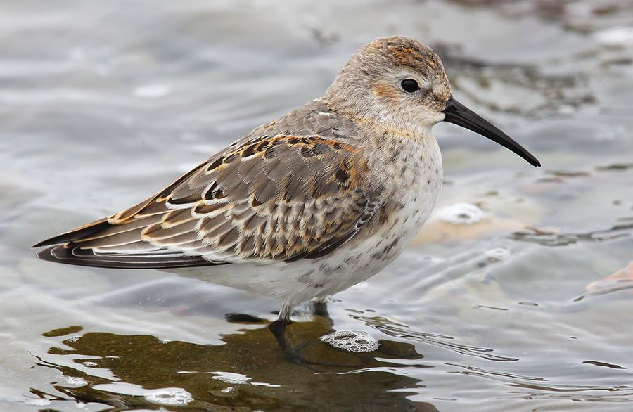The Bruce Mactavish Newfoundland Birding Blog: A few Common Shorebird ...