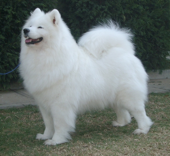 NUNCAJAMAS COCKER: 10 DATOS SOBRE EL SAMOYEDO