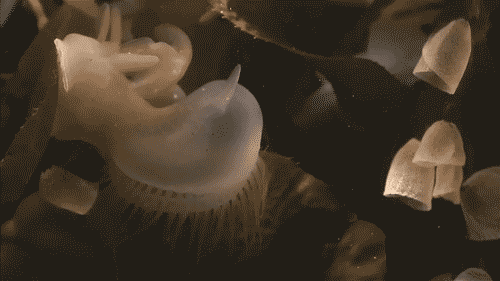 '18 : Melibe sea slug feeding