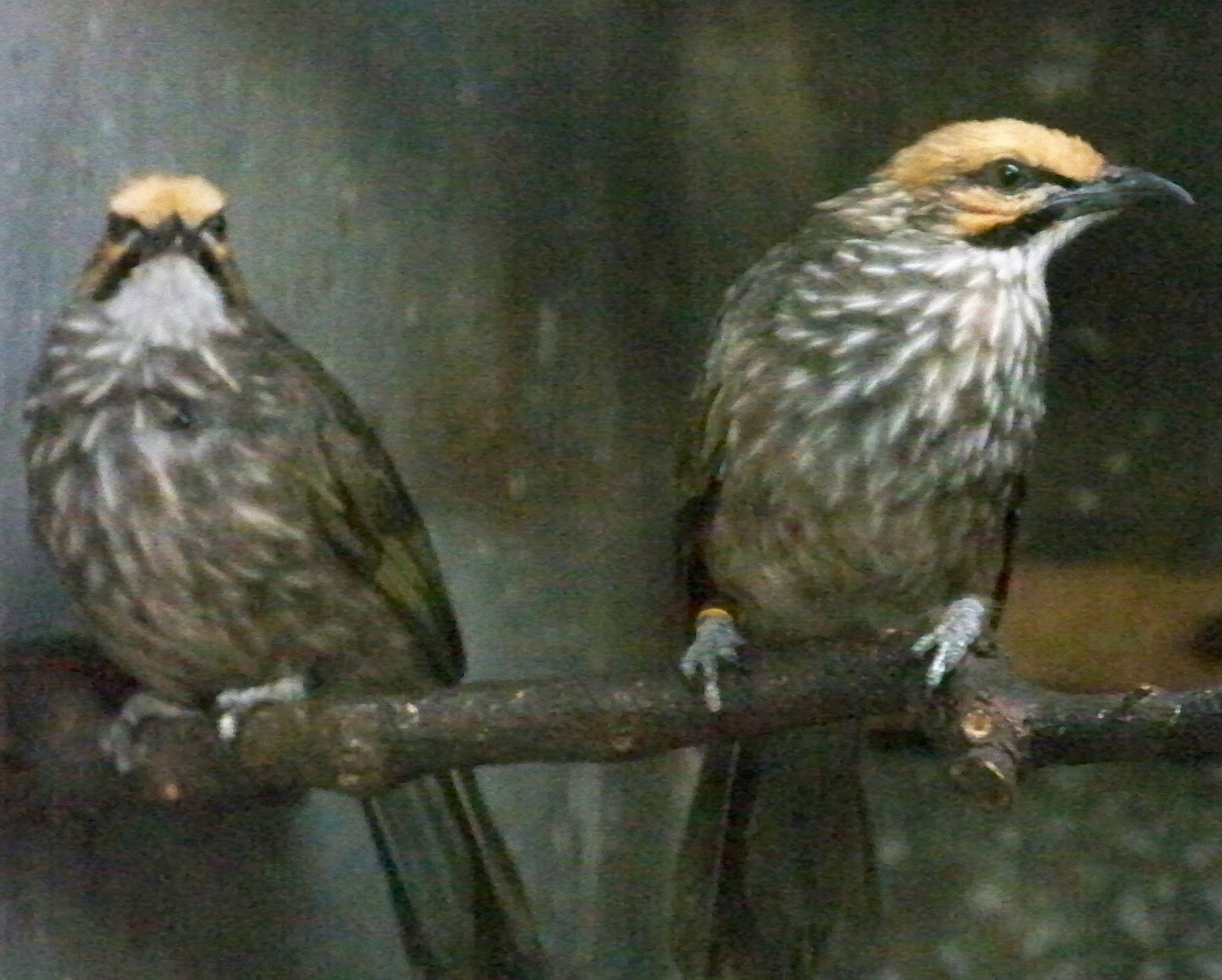 Tips-Tips Memilih Burung Cucak Rowo