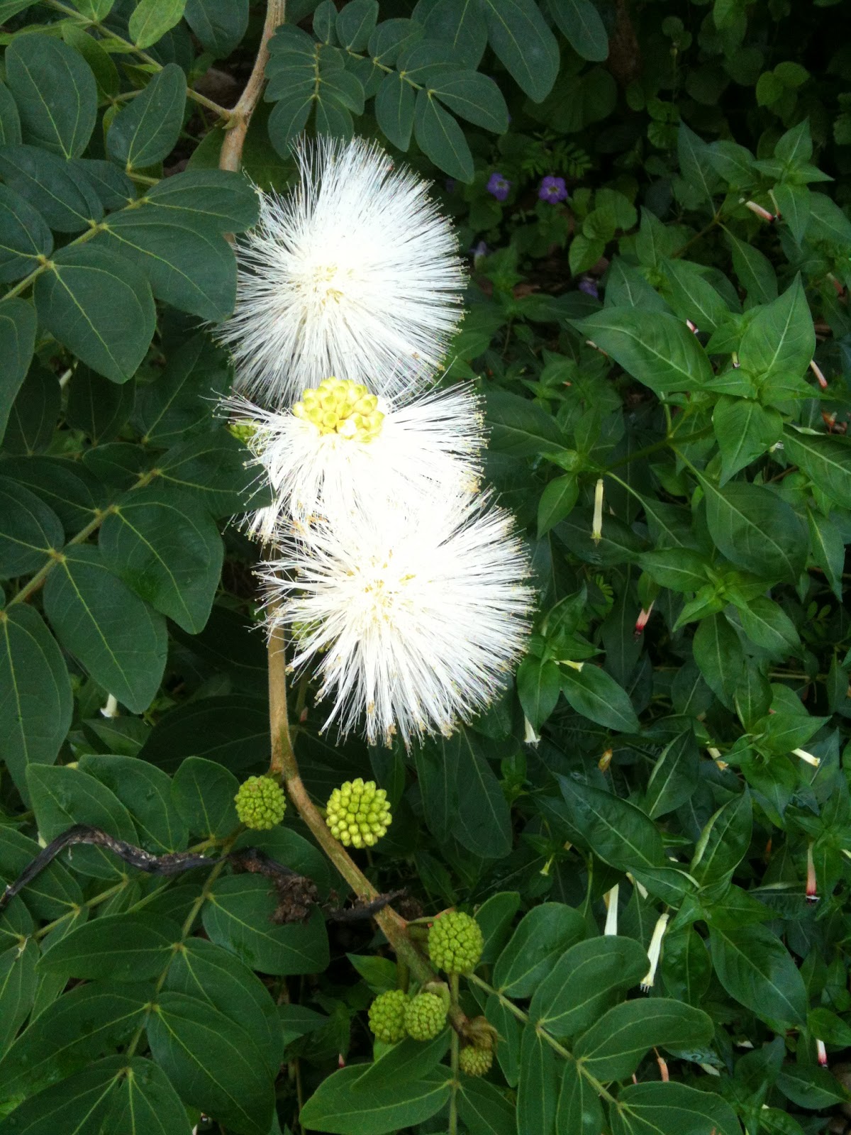 The Opinionated Gardener: A Calliandra Spring