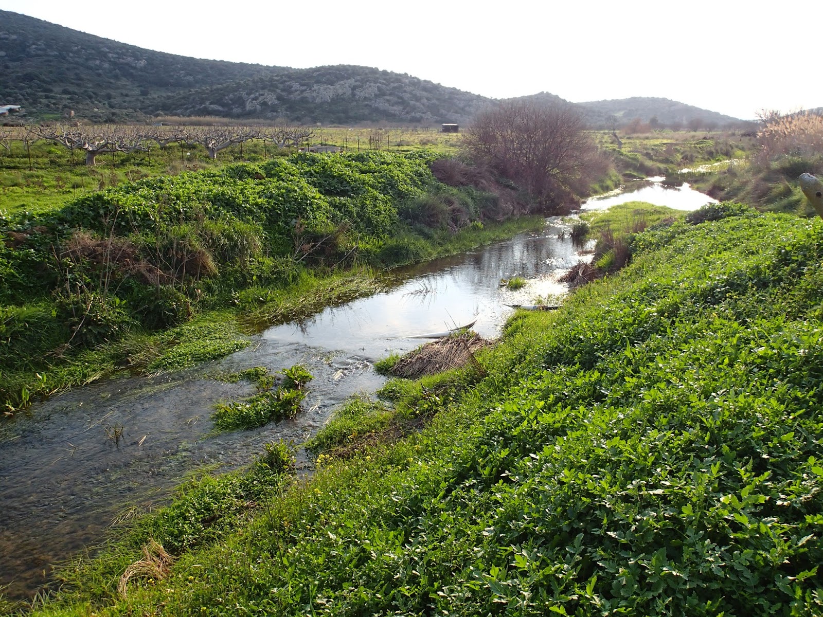 Athens Nature Journal: Intermittent vs Perennial streams in the ...