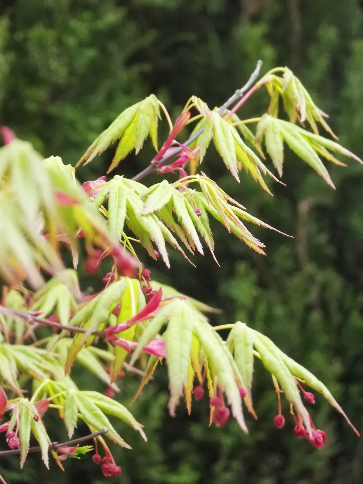 Flower Garden: Sore Legs!