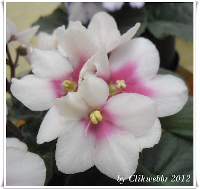 Mundo das Plantas : 10/01/2012 - 11/01/2012