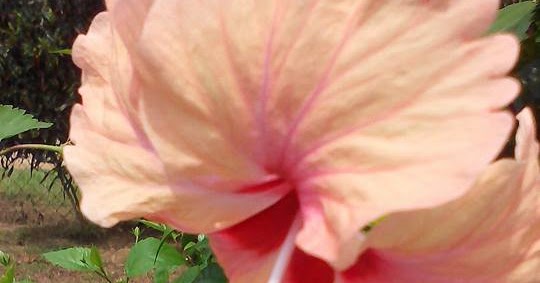 karya ku : paridah ishak: PANTUN BUNGA RAYA...