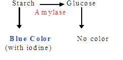 SENTHIL PRABHU SIVASAMY: Starch Hydrolysis Test