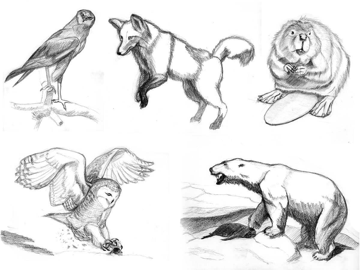 IronLupus Lair: Animals Drawings