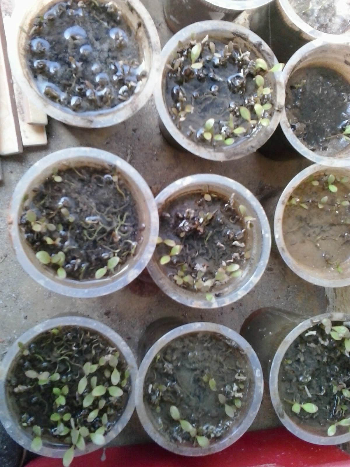 Langkah-Langkah Pembibitan Pidada Merah Sonneratia caseolaris oleh ...