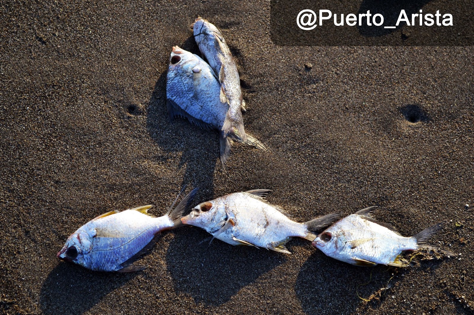 Puerto Arista 2017: Aparecen cientos de peces muertos en playas tonaltecas