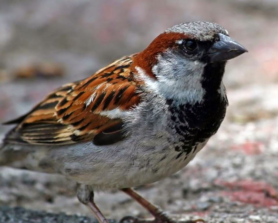 Crónicas de un Regio.: La maravillosa historia del pajarito y el chilito.