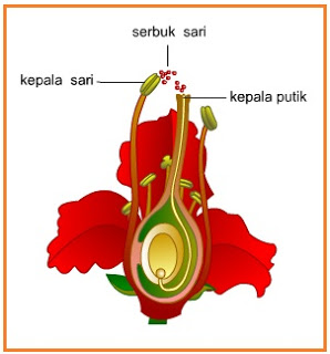 Ayo Belajar Sains: Tanaman