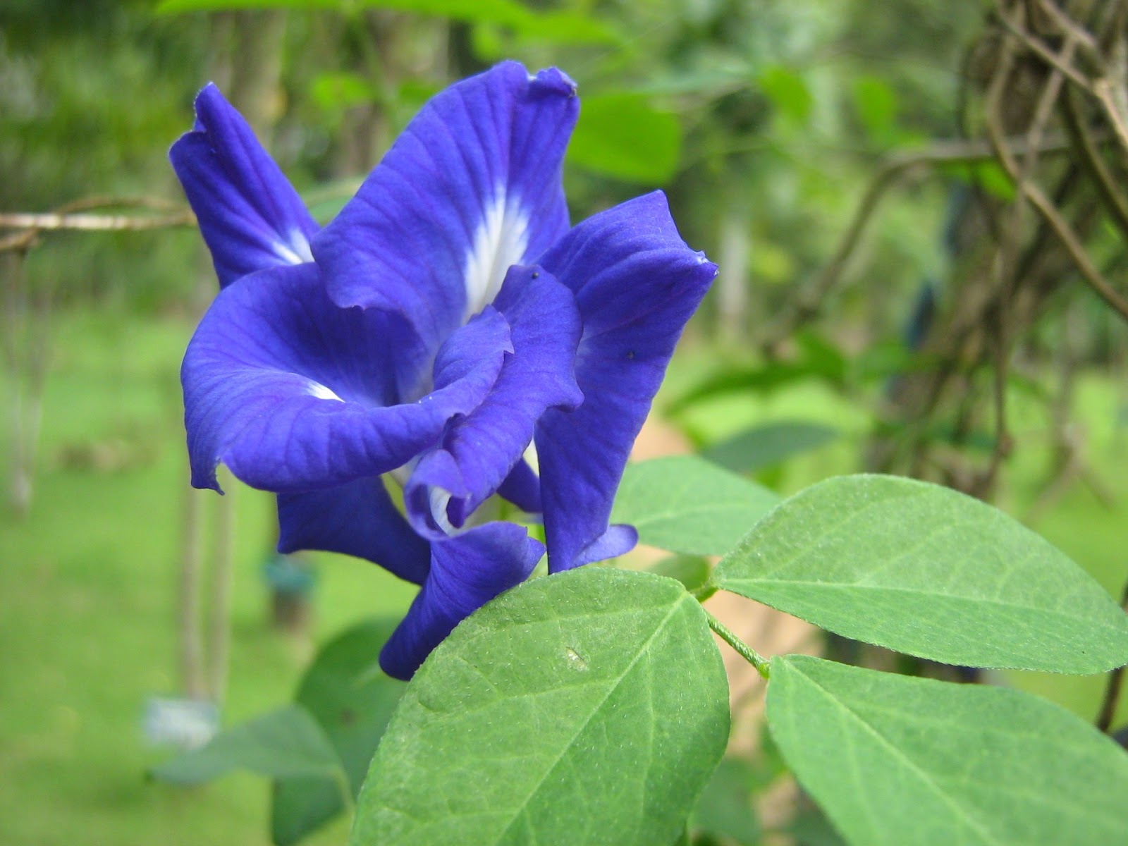 flowers and flowers