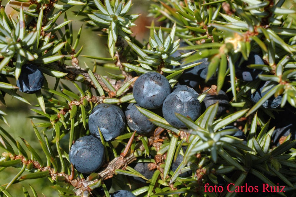 Ciencias de la Naturaleza IES Domingo Miral: Los frutos del Otoño