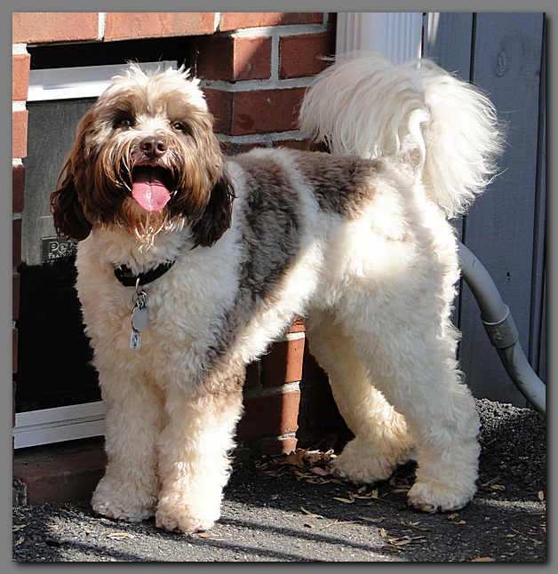 Faithful Doodles: Now Accepting Deposits for Australian Multi-Gen ...