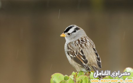 صور عصافير، اجمل خلفيات عصافير كناري - مصراوى الشامل