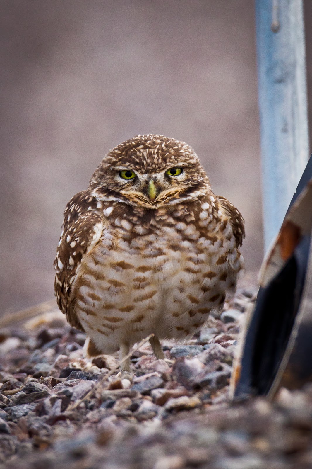 Feather Tailed Stories: Burrowing Owl