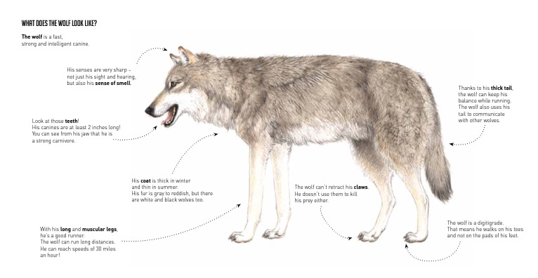 STORYWRAPS: The Wolf - a bookwrap