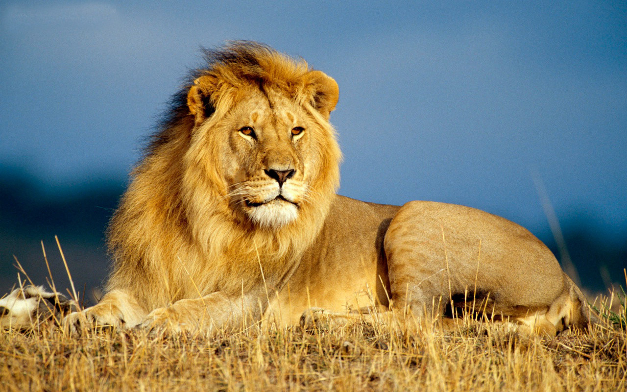 World's Nature: Lion The king