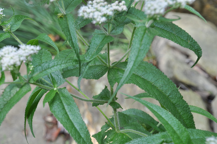 Fall Flowers: White Snakeroot, Boneset, and Hyssop Leaf Boneset