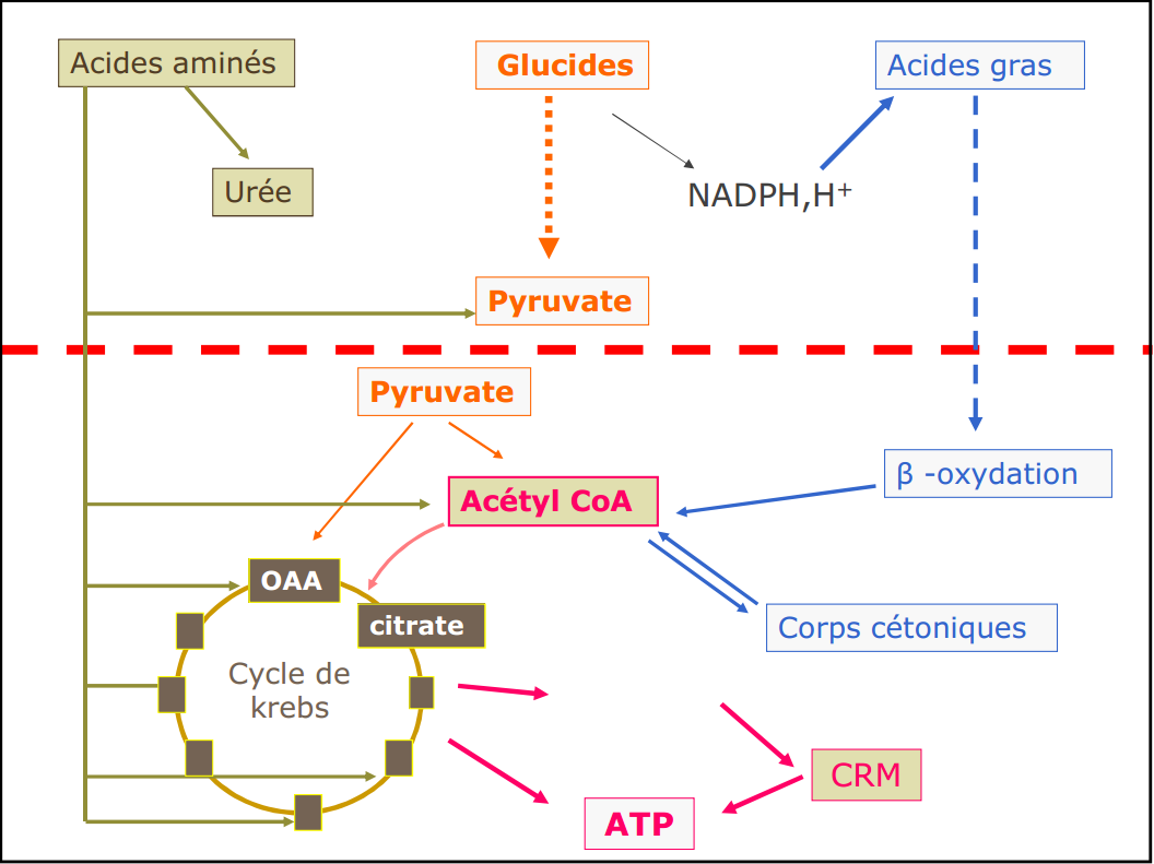 cours de la glycolyse ~ SVI