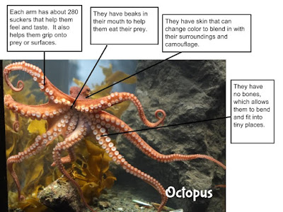 Mrs. Johann's Class: Animal Adaptation Diagram