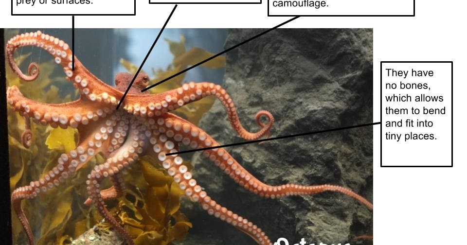 Mrs. Johann's Class: Animal Adaptation Diagram