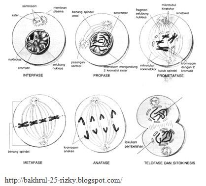 Kurniawan Berbagi: Biologi : Pembelahan Sel secara Mitosis