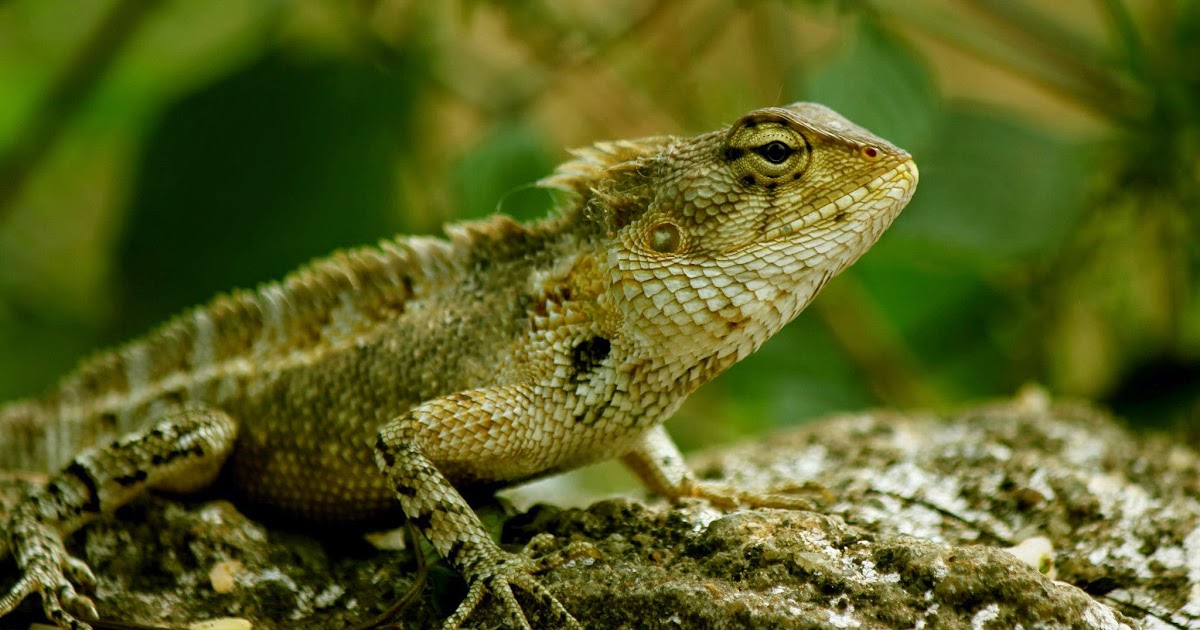 Lanka Nature Summary: Oriental Garden Lizard (Calotes versicolor)