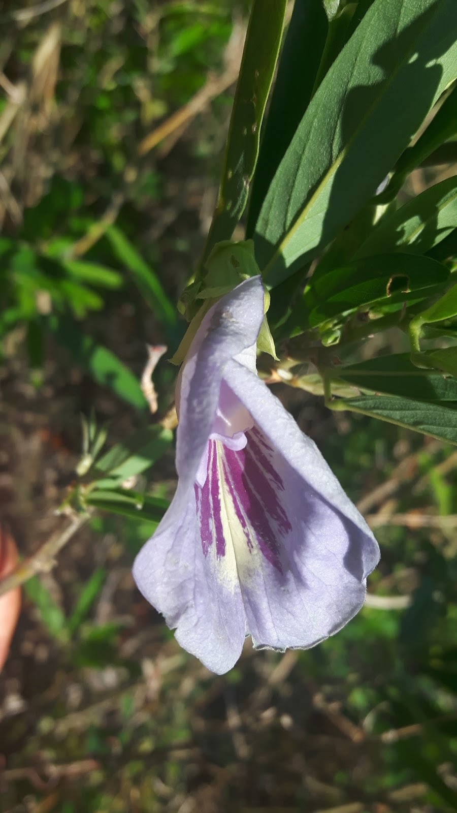 Fabaceae - Leguminosae no Brasil: Fabaceae - Clitoria laurifolia Poir.