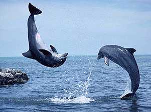 Els animals: Els dofins
