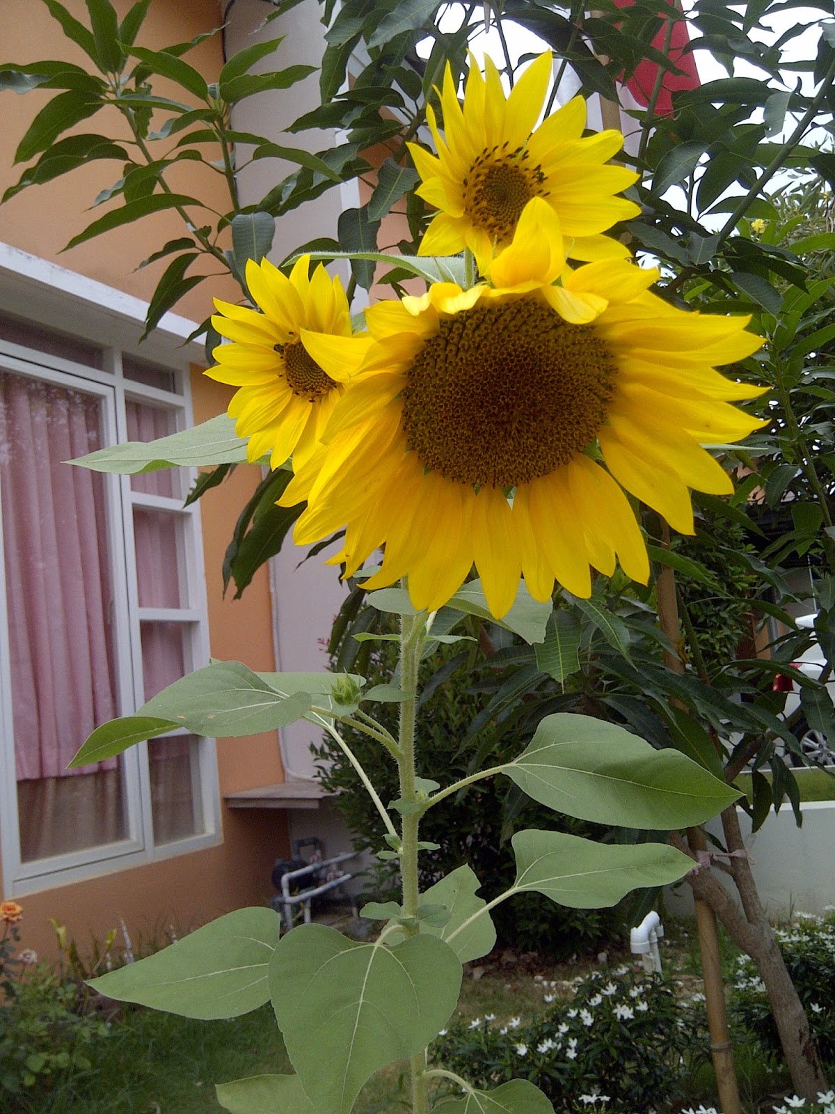 Bunga Matahari Kecil : Wow 22+ Lukisan Bunga Kecil - Koleksi Bunga HD ...