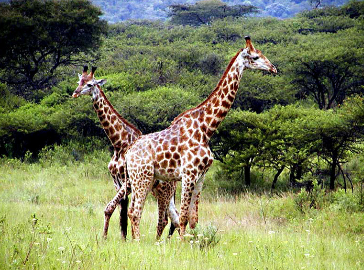 Animal You: Giraffe