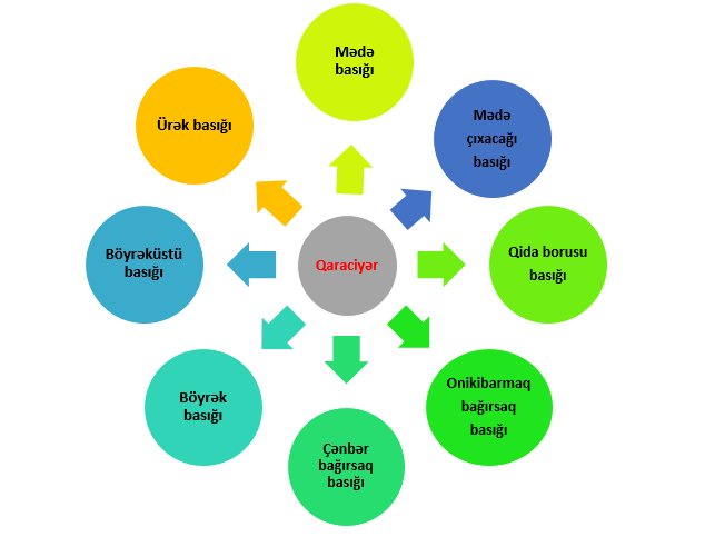 Canlılar aləmi: Qaraciyər,qurluşu,funksiyaları