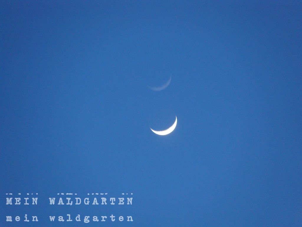 © Mein Waldgarten: Flying Moon