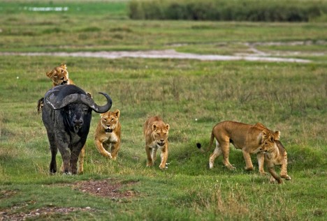 Image Gallary 9: Animals Hunting Beautiful Photos and Pictures